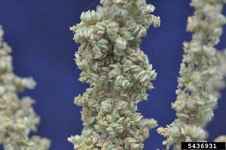 waterhemp (Amaranthus tuberculatus (Moq.) Sauer)