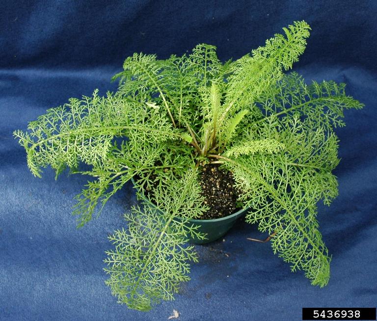 common yarrow (Achillea millefolium)