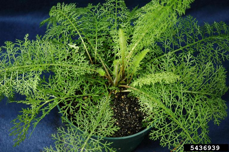 common yarrow (Achillea millefolium L.)