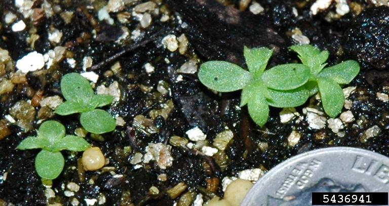common yarrow (Achillea millefolium L.)