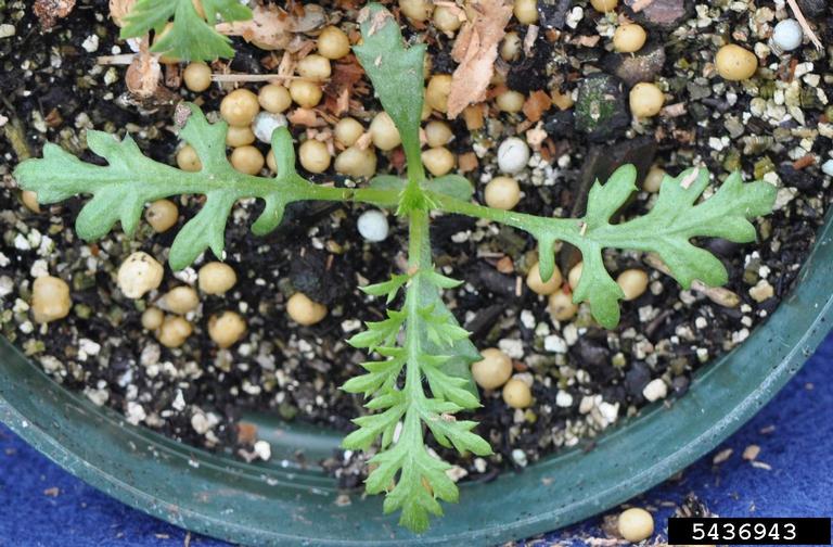 common yarrow (Achillea millefolium L.)