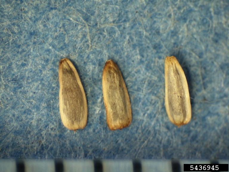common yarrow (Achillea millefolium L.)