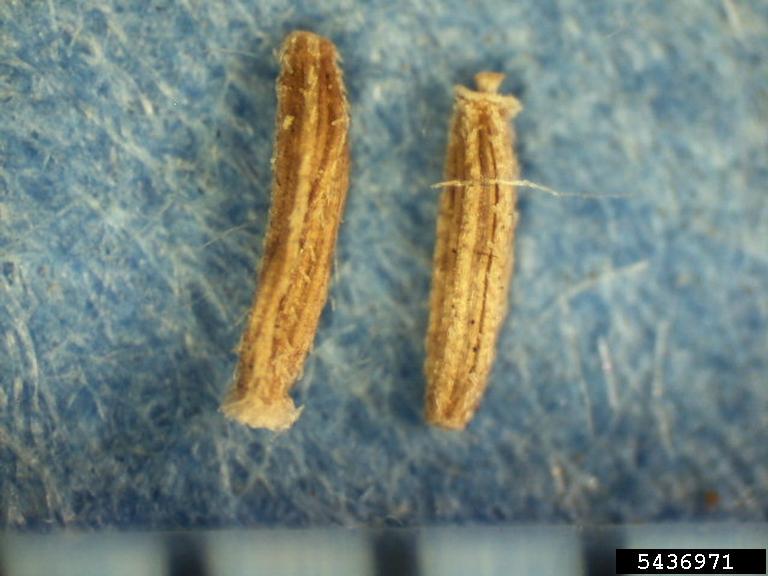 cressleaf groundsel (Packera glabella (Poir) C. Jeffrey)