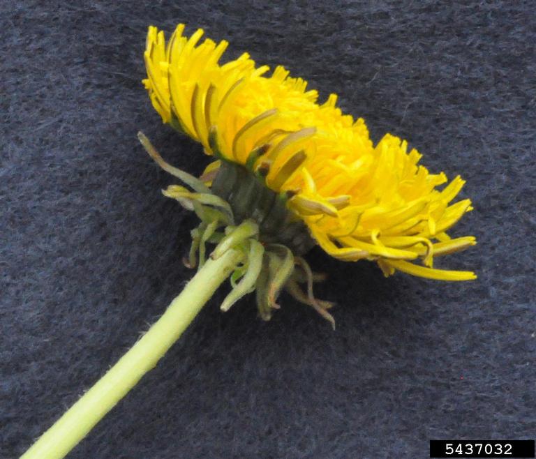 dandelion (Taraxacum officinale G.H. Weber ex Wiggers)