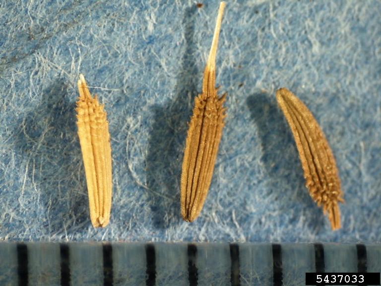 dandelion (Taraxacum officinale G.H. Weber ex Wiggers)