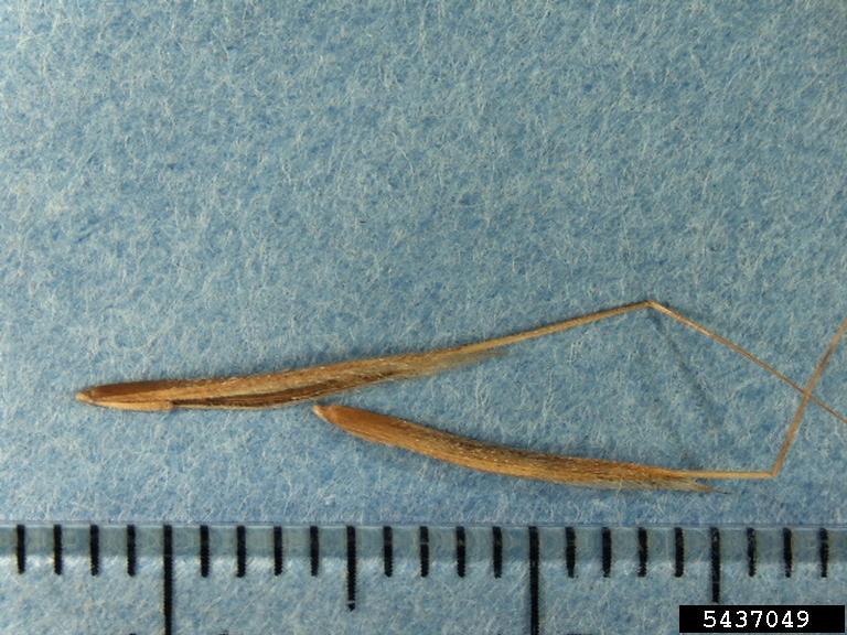 cheatgrass, downy brome (Bromus tectorum L.)
