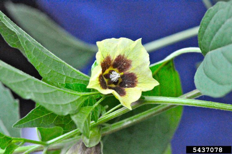 smooth groundcherry (Physalis longifolia var. subglabrata)