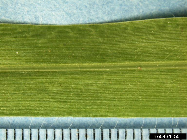 fall panicum (Panicum dichotomiflorum Michx.)