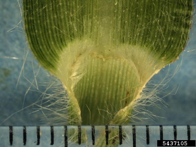 fall panicum (Panicum dichotomiflorum Michx.)