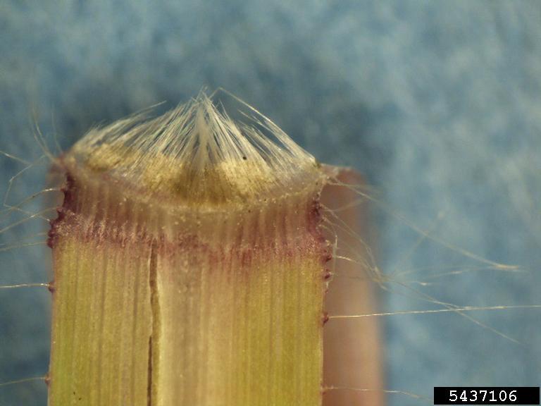 fall panicum (Panicum dichotomiflorum)