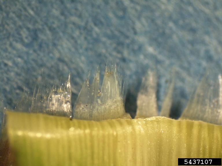 fall panicum (Panicum dichotomiflorum)