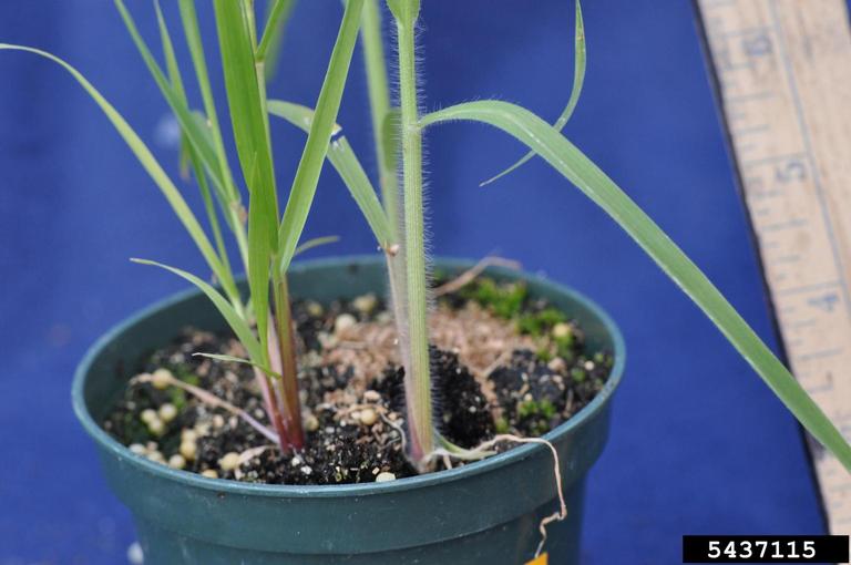 fall panicum (Panicum dichotomiflorum Michx.)