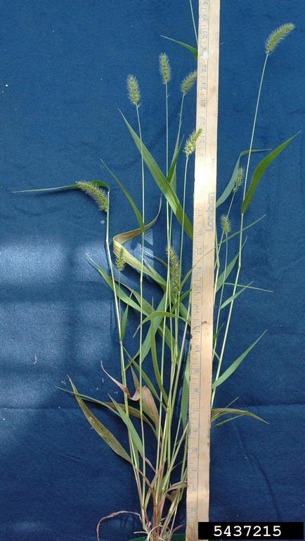 giant foxtail (Setaria faberi Herrm.)