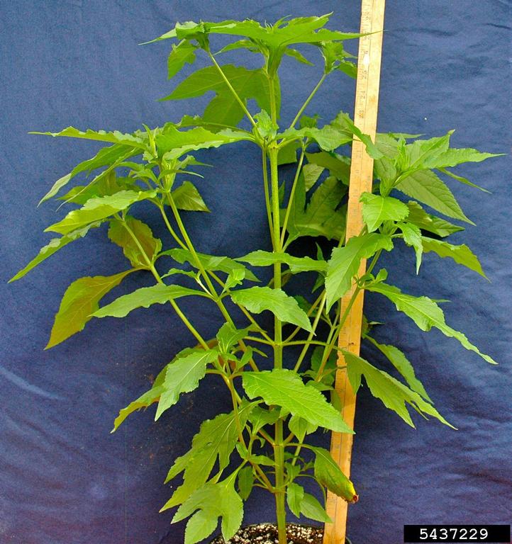 giant ragweed (Ambrosia trifida L.)
