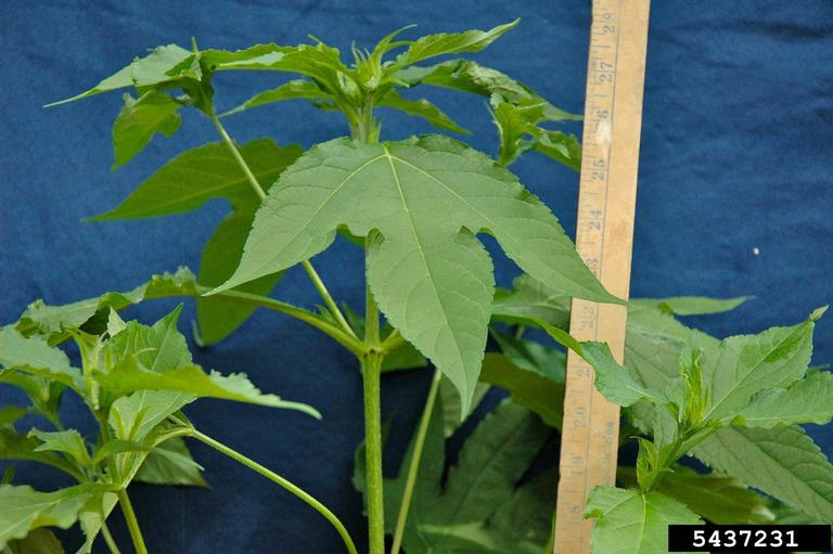 giant ragweed (Ambrosia trifida L.)