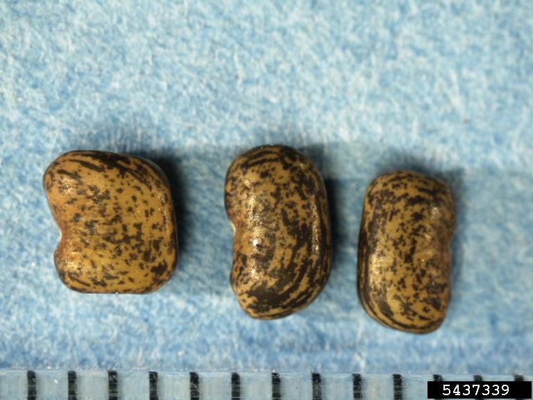 hemp sesbania (Sesbania exaltata (Raf.) Rydb. ex A. W. Hill)