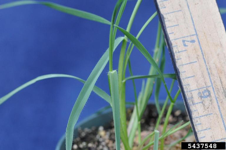 jointed goatgrass (Aegilops cylindrica)