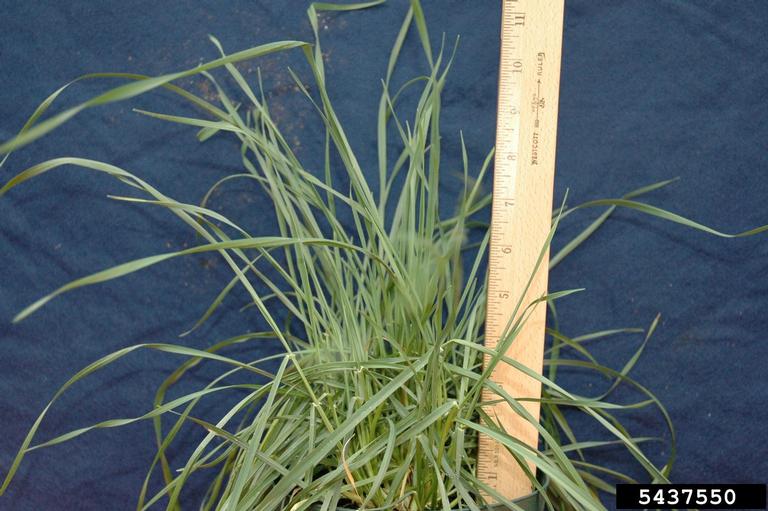 jointed goatgrass (Aegilops cylindrica)