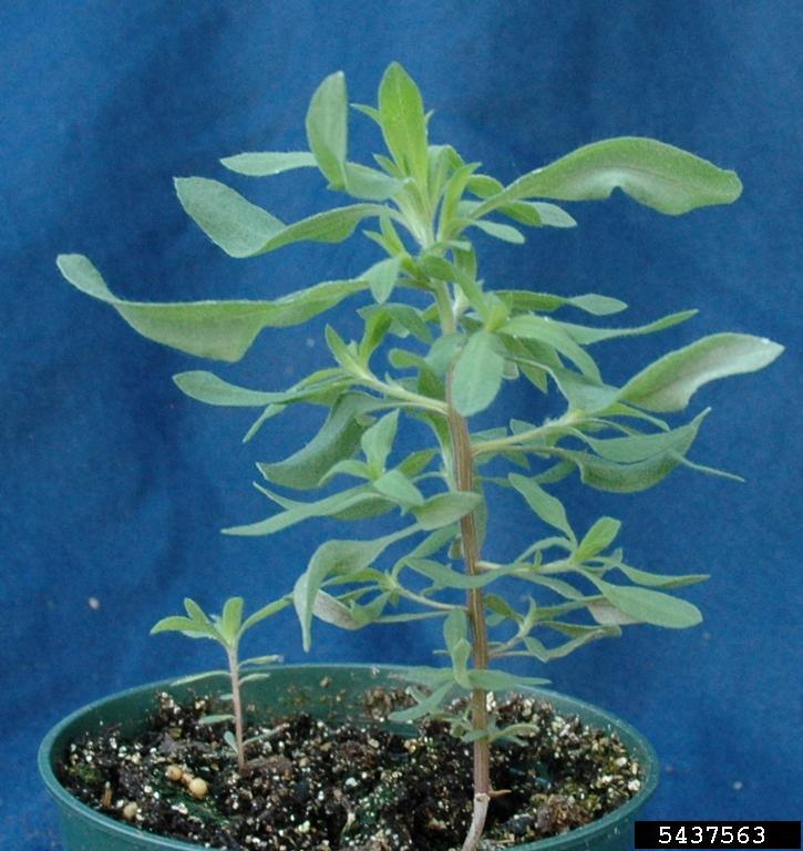 kochia (Bassia scoparia (L.) A.J. Scott)
