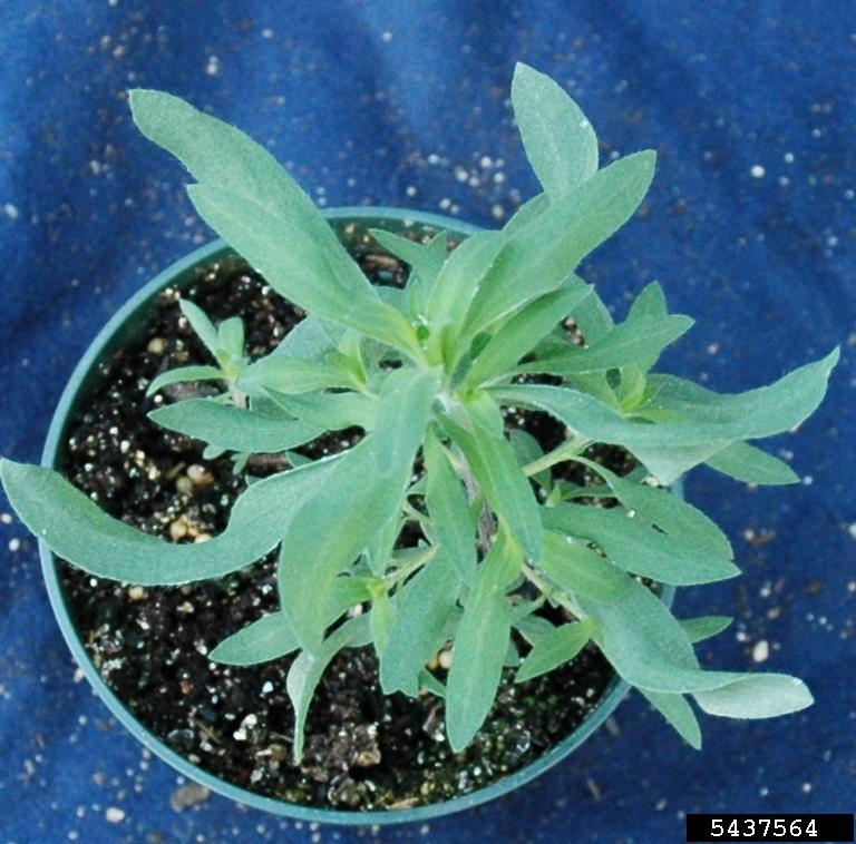 Mexican fireweed (Bassia scoparia)