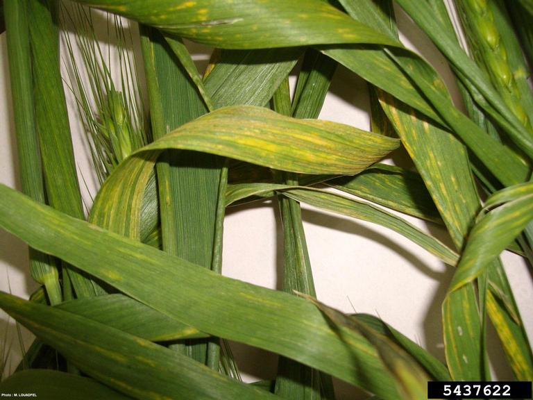 stripe rust (Puccinia striiformis Westend.)