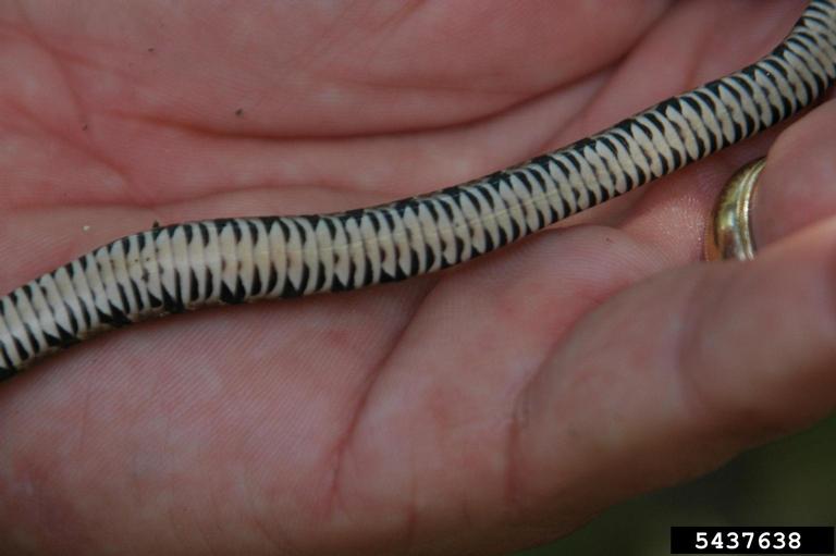 North American watersnakes (Genus Nerodia)