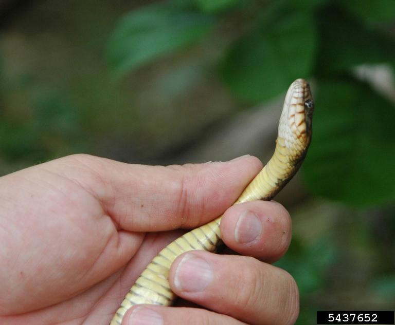 plain-bellied water snake (Nerodia erythrogaster)