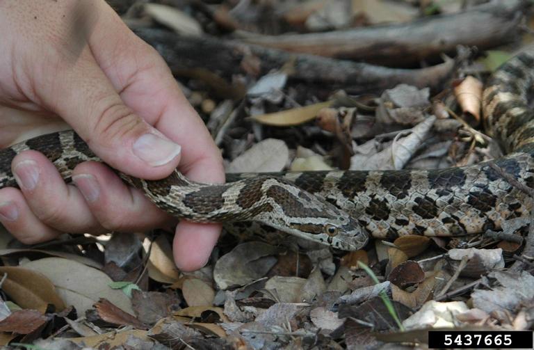 Great Plains rat snake (Pantherophis emoryi (Baird & Girard, 1853))