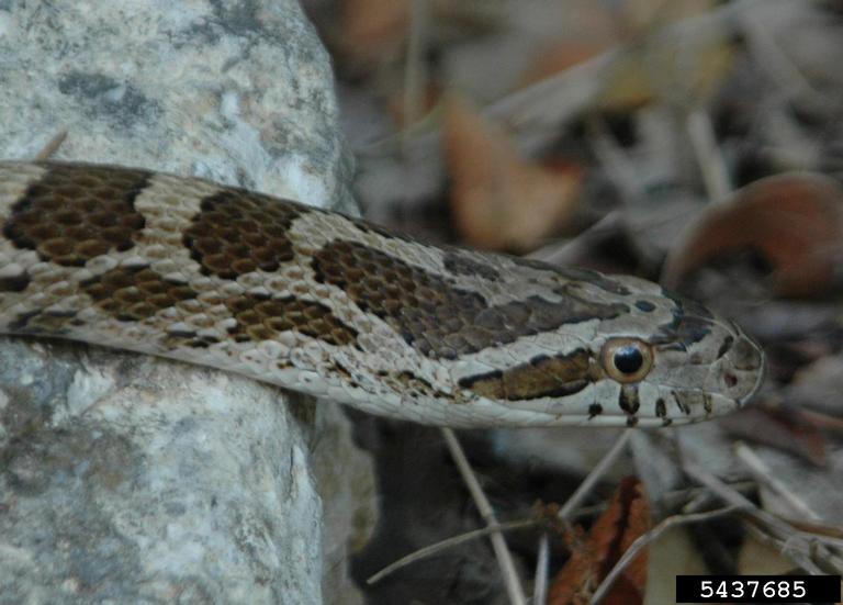 Great Plains rat snake (Pantherophis emoryi (Baird & Girard, 1853))