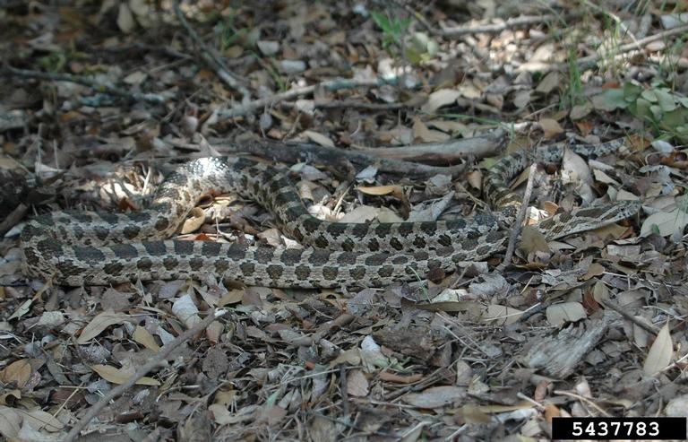 Great Plains rat snake (Pantherophis emoryi (Baird & Girard, 1853))