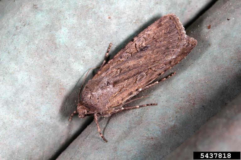 army cutworm (Euxoa auxiliaris (Grote))