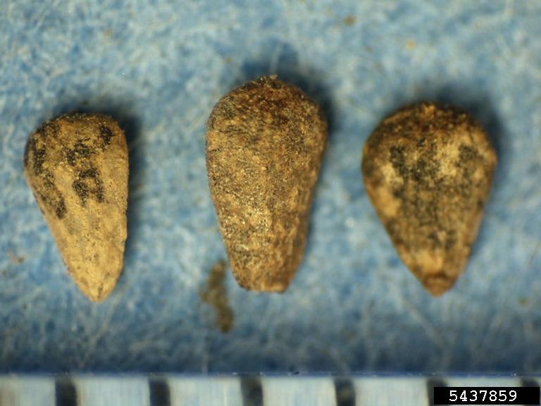 annual marshelder (Iva annua L.)