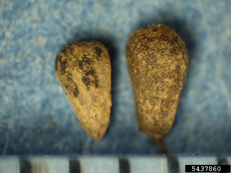 annual marshelder (Iva annua L.)