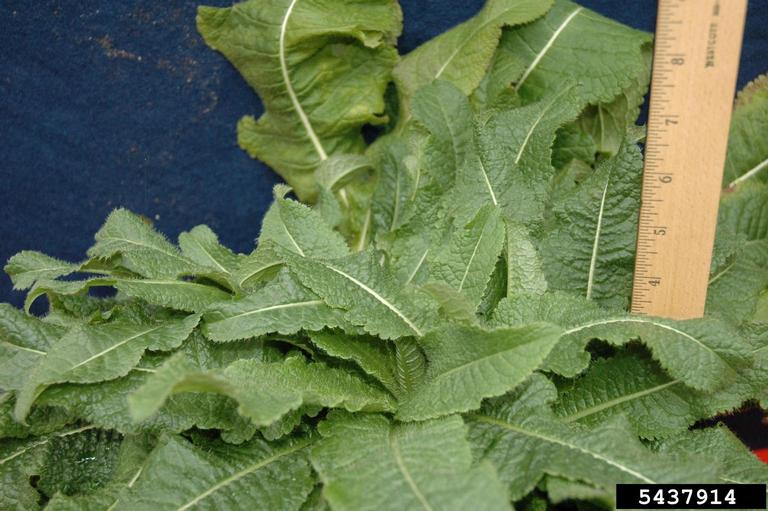 moth mullein (Verbascum blattaria L.)