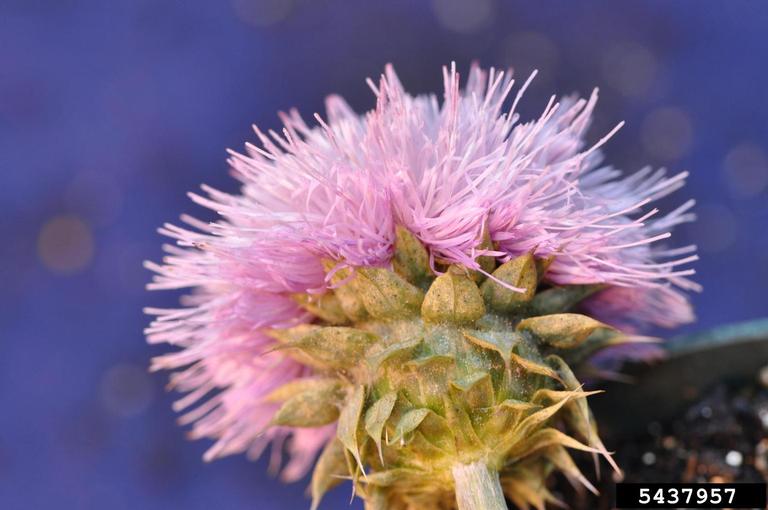 musk thistle, nodding thistle (Carduus nutans L.)