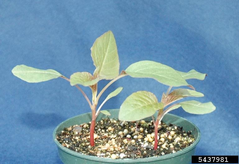 Palmer amaranth (Amaranthus palmeri S. Wats.)