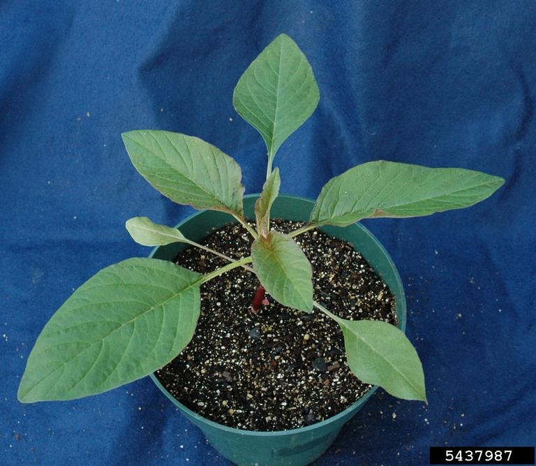 Palmer amaranth (Amaranthus palmeri S. Wats.)