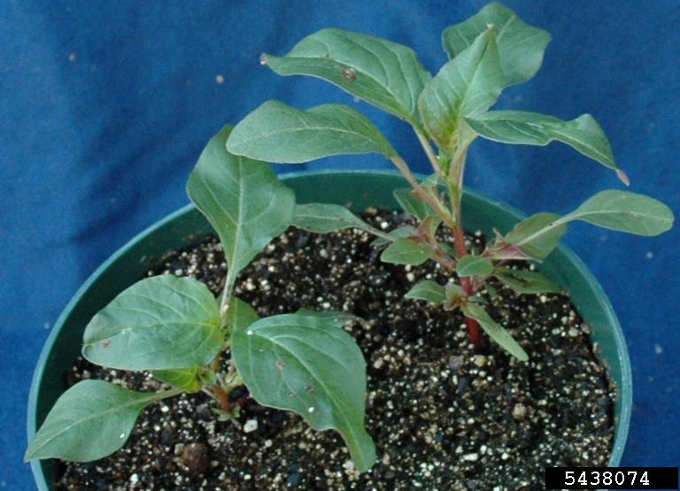 Powell amaranth (Amaranthus powellii S. Wats)