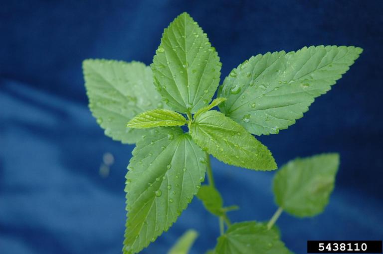 prickly sida (Sida spinosa L.)