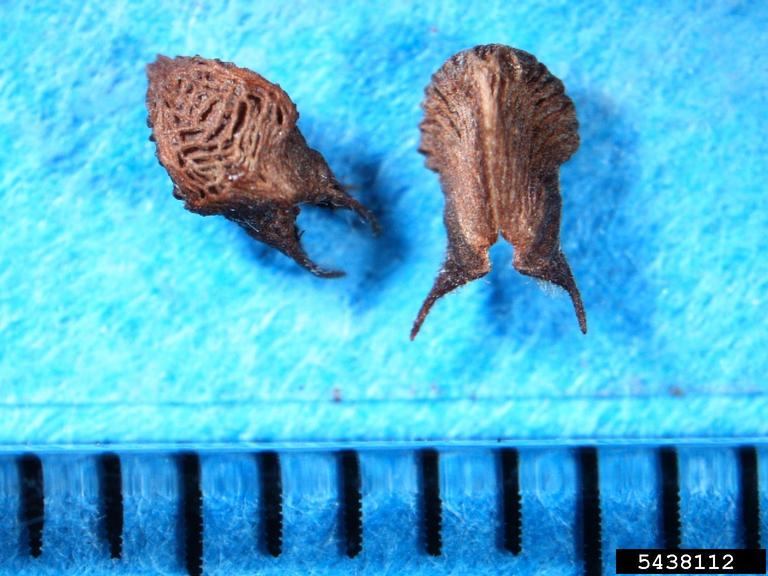 prickly sida (Sida spinosa L.)