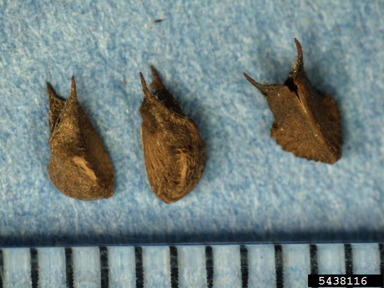 prickly sida (Sida spinosa L.)