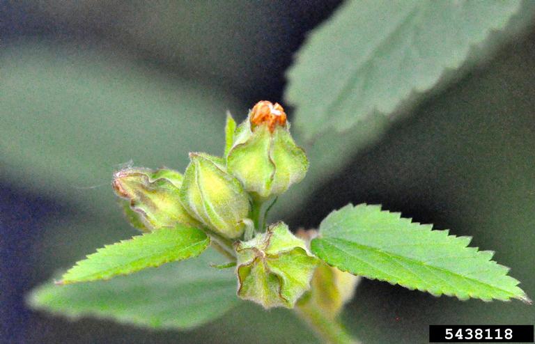 prickly sida (Sida spinosa)