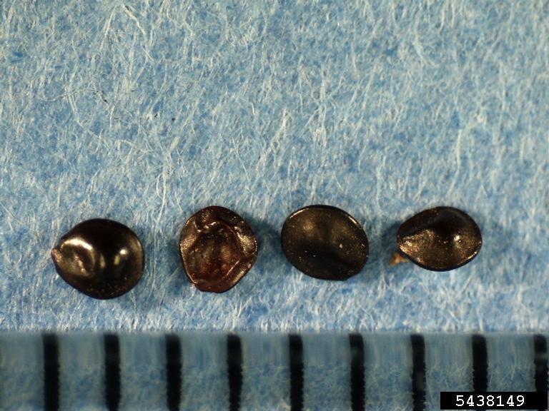 prostrate pigweed (Amaranthus blitoides S. Wats)