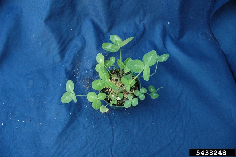 red clover (Trifolium pratense L.)