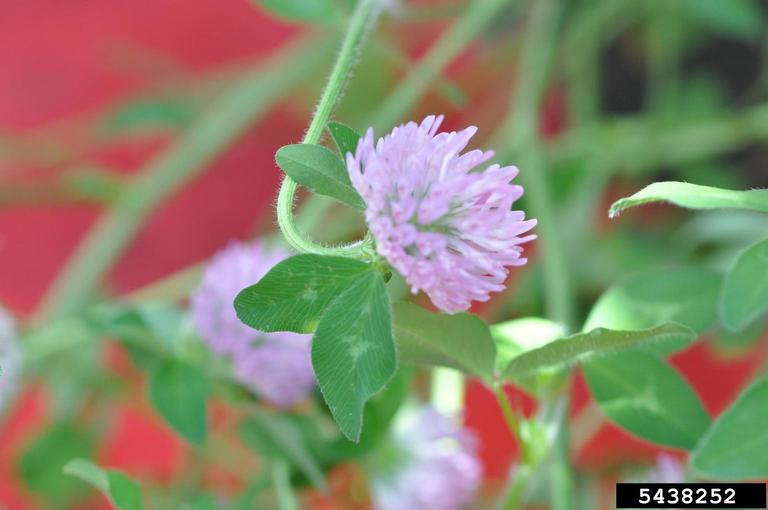 red clover (Trifolium pratense L.)