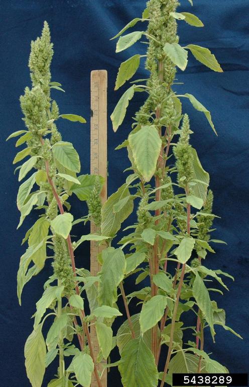 redroot pigweed (Amaranthus retroflexus L.)