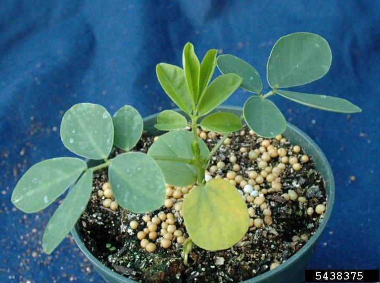 sicklepod (Senna obtusifolia)