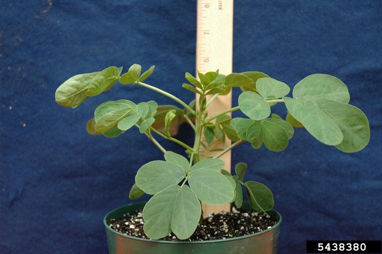 sicklepod (Senna obtusifolia)