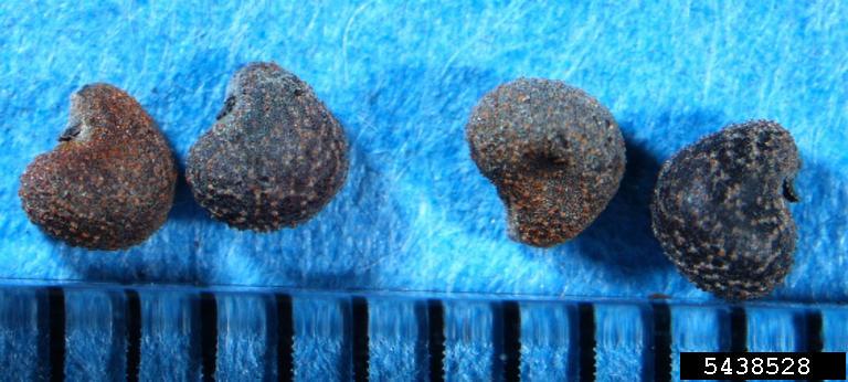 Venice mallow (Hibiscus trionum L.)