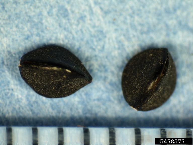 wild buckwheat (Fallopia convolvulus L.)